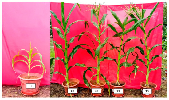 Biochar Tablets with and without Embedded Fertilizer on the Soil ...