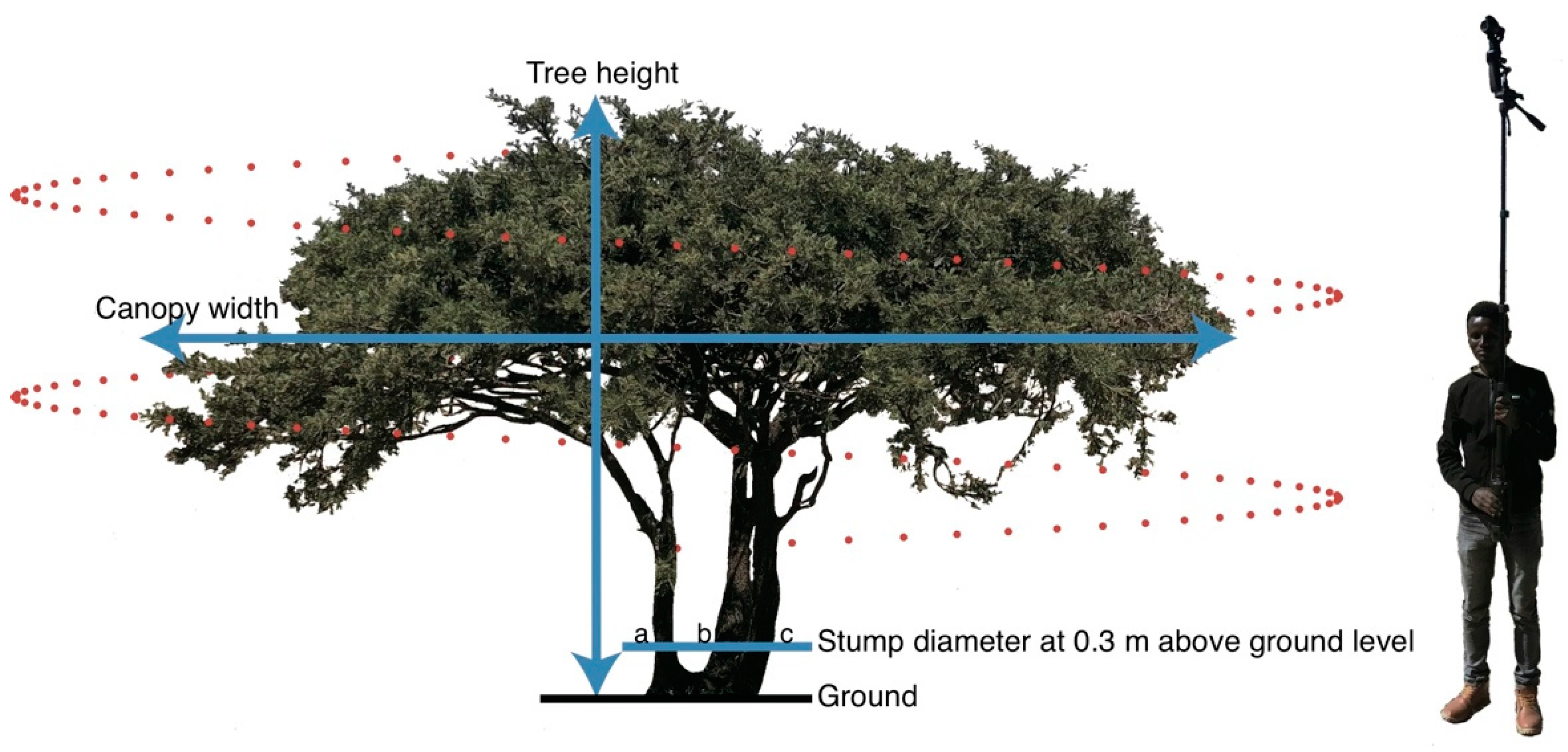Applicability of Structure-from-Motion Photogrammetry on Forest ...