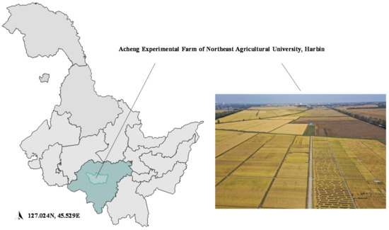 Timeliness Harvesting Loss of Rice in Cold Region under Different ...