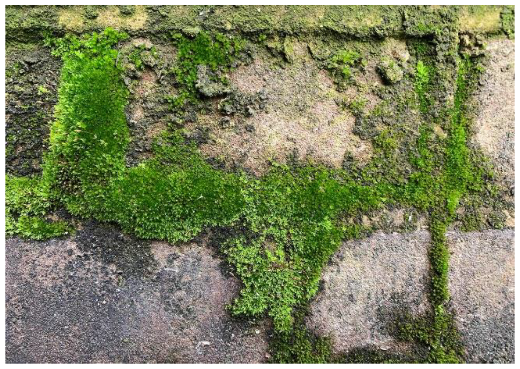 The Role of Geometry on a Self-Sustaining Bio-Receptive Concrete Panel ...