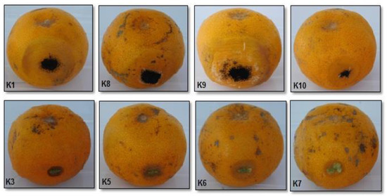 Biocontrol Activity of Aureubasidium pullulans and Candida ...