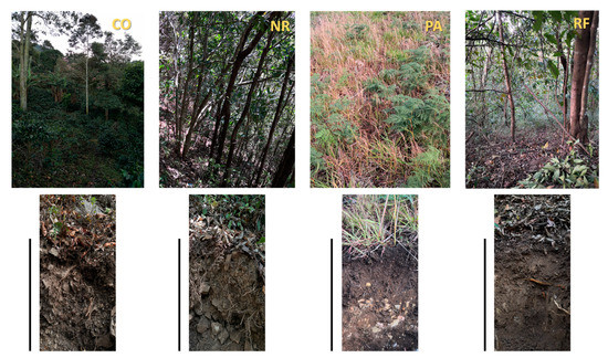 Shade-Grown Coffee in Colombia Benefits Soil Hydraulic Conductivity