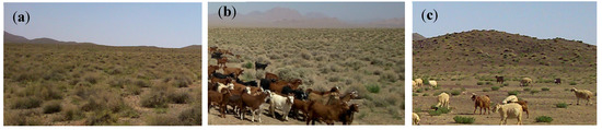The Effect of Grazing Intensity on Vegetation Coverage and Nitrogen ...