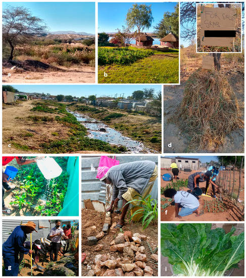 Governance of Urban Green Infrastructure in Informal Settlements of ...