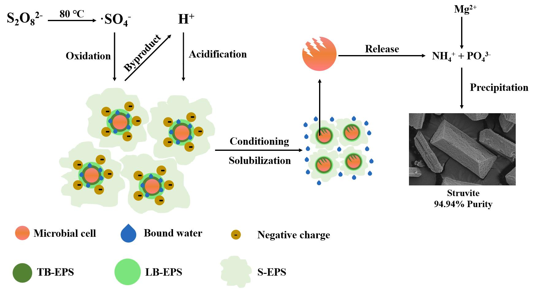 Sustainability | Free Full-Text | Enhancing Phosphorus Recovery and ...
