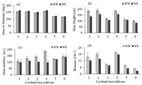 Potential Impacts of Water Stress on Rice Biomass Composition and ...