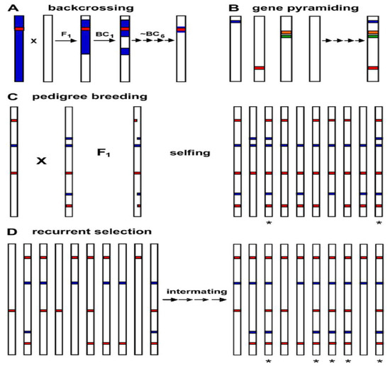 Recent Advances in Rice Varietal Development for Durable Resistance to ...