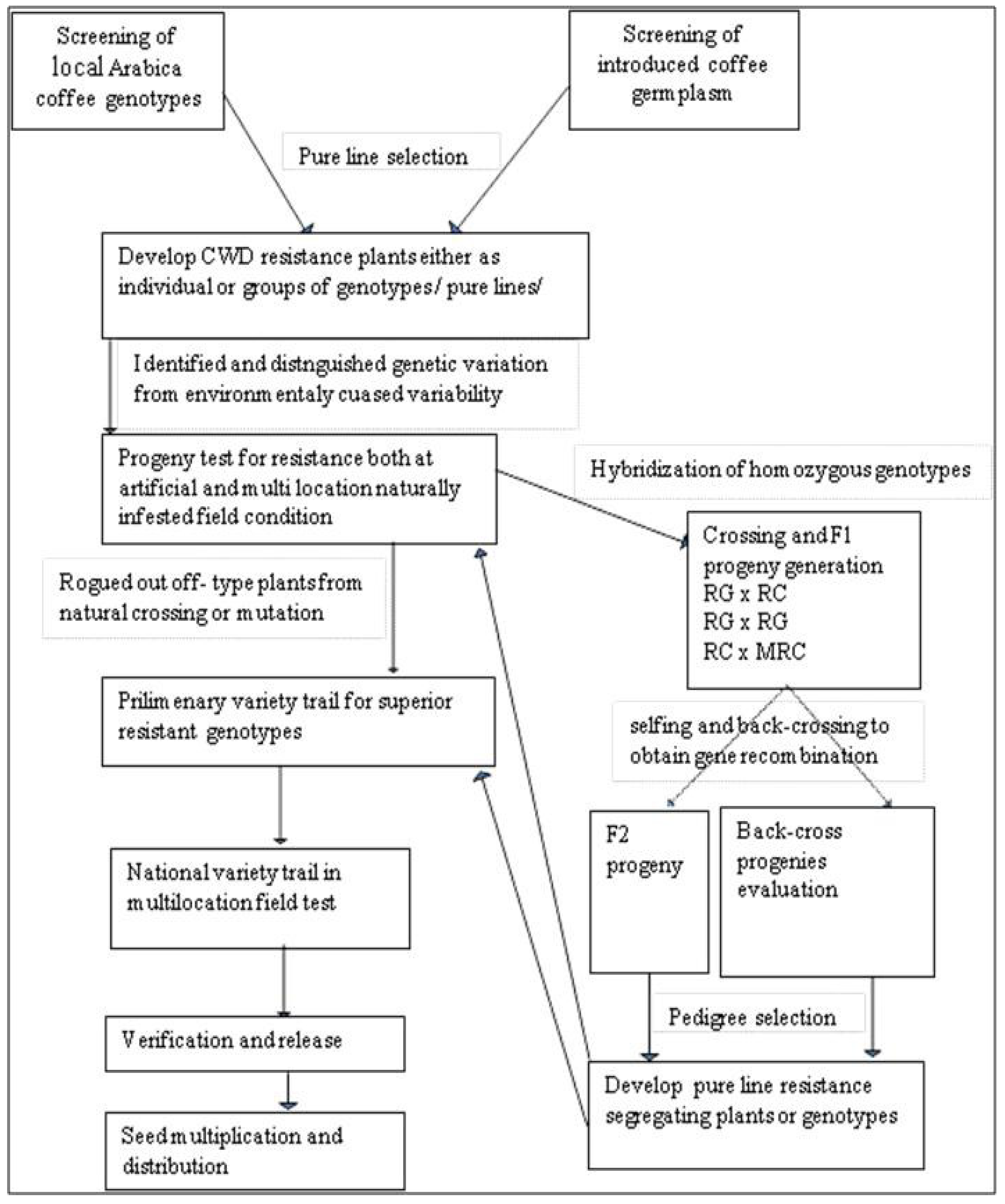 Sustainability | Free Full-Text | Coffee (Coffea arabica L.): Methods, Objectives, and Future ...