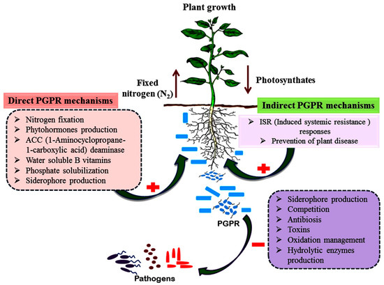 Plant Growth-Promoting Rhizobacteria as a Green Alternative for Sustainable Agriculture