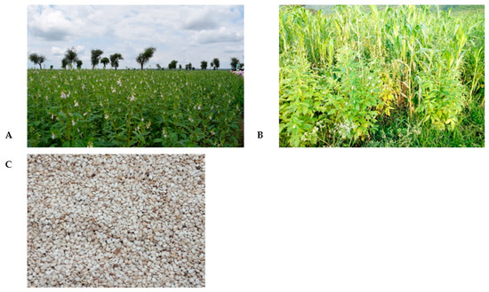 Appraisal of the Sesame Production Opportunities and Constraints, and ...