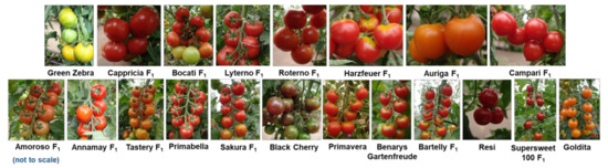 Sustainability | Free Full-Text | Morphological, Leaf Nutrient, and ...