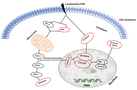 Recent Advances in the Production of Exopolysaccharide (EPS) from ...