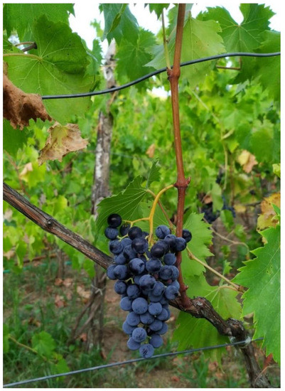 Hybrid Grapes for a Sustainable Viticulture in South Italy: Parentage ...