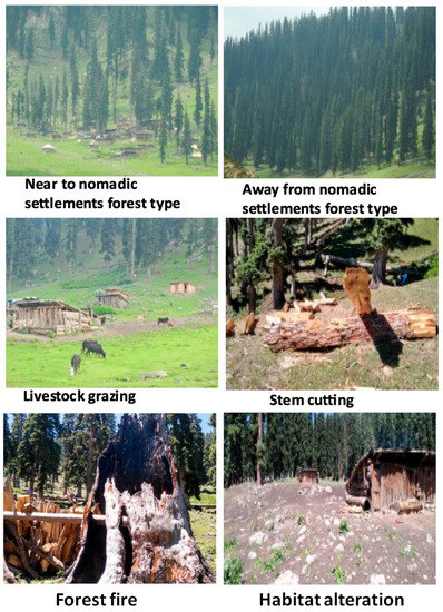 Long-Term Impact of Transhumance Pastoralism and Associated ...