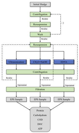 Examination of Extracellular Polymer (EPS) Extraction Methods for ...