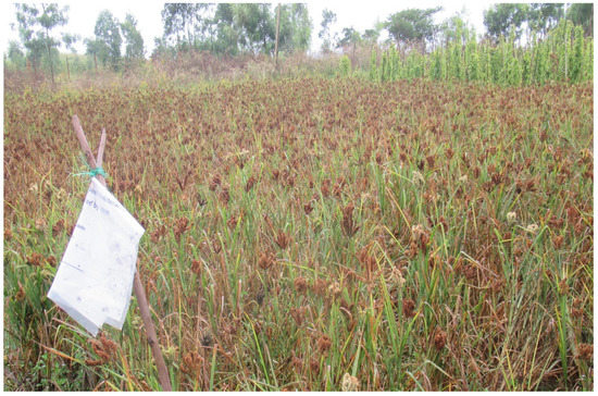 Sustainability | Free Full-Text | Finger Millet Production in Ethiopia: Opportunities, Problem ...