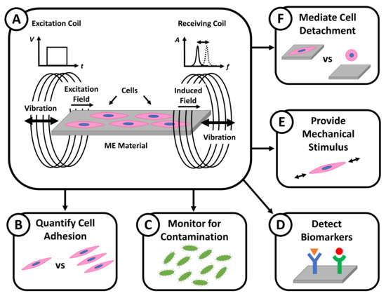 Magnetoelastic Materials for Monitoring and Controlling Cells and Tissues