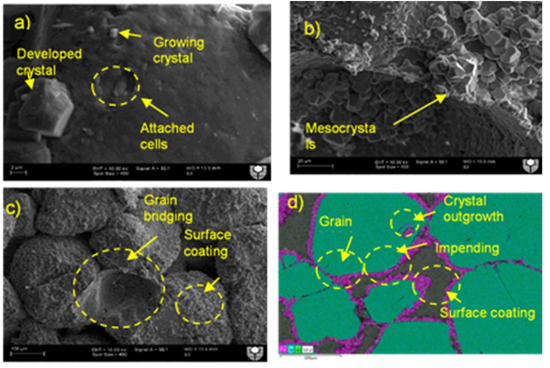 Life Cycle Assessment of Biocement: An Emerging Sustainable Solution?