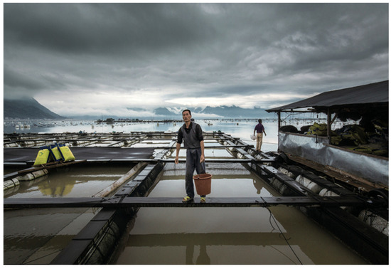 Efficiency in Chinese Large Yellow Croaker Aquaculture: Implication for ...