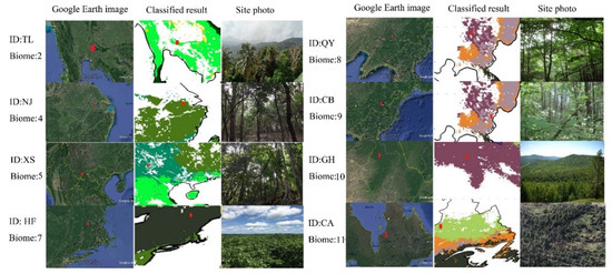 Global Forest Types Based on Climatic and Vegetation Data