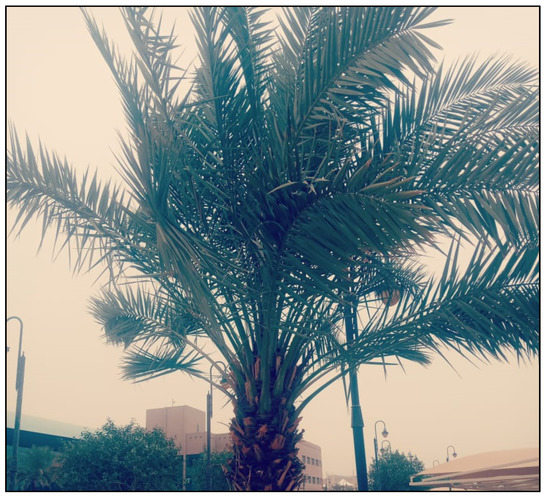 Date Palm Tree Waste Recycling: Treatment and Processing for Potential ...