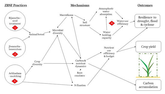 Sustainability | Free Full-Text | Impact of Zero Budget Natural Farming ...