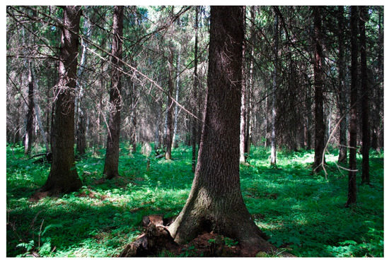 Experience of Forest Ecological Classification in Assessment of ...