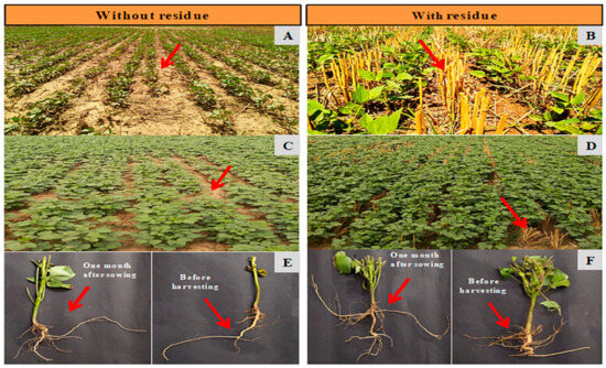Sustainability | Special Issue : Integration of Sustainable Agriculture ...