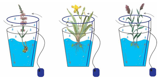 Bioremediation of 27 Micropollutants by Symbiotic Microorganisms of ...