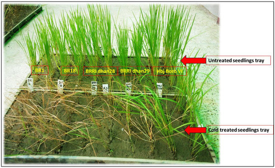 Phenotypic and Molecular Characterization of Rice Genotypes’ Tolerance ...