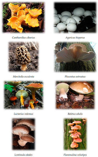 Edible Mushrooms for Sustainable and Healthy Human Food: Nutritional ...