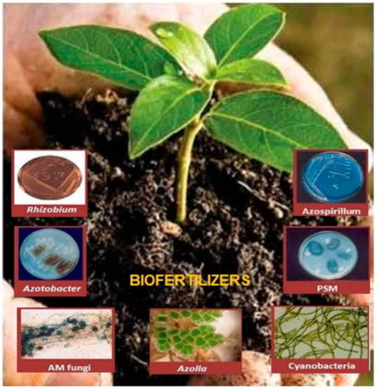 The Role of Beneficial Microorganisms in Soil Quality and Plant Health