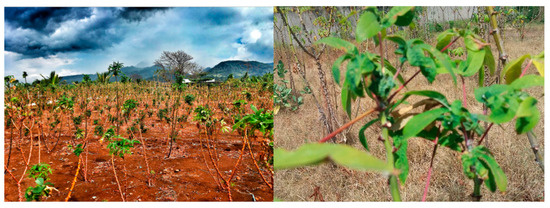 Sustainability | Free Full-Text | The Roles of Cassava in Marginal Semi ...