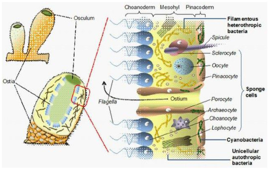 Sponge–Microbial Symbiosis and Marine Extremozymes: Current Issues and ...