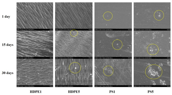 Biofilm Structural and Functional Features on Microplastic Surfaces in ...