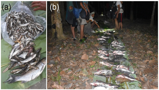 Indigenous Community Fishing Practices in Nagaland, Eastern Indian ...