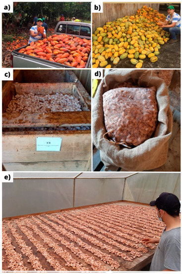 New Characteristics in the Fermentation Process of Cocoa (Theobroma ...