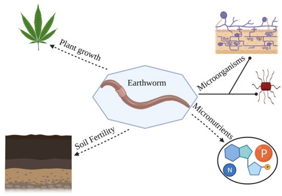 Sustainability | Free Full-Text | Earthworms Effect on Microbial Population and Soil Fertility ...