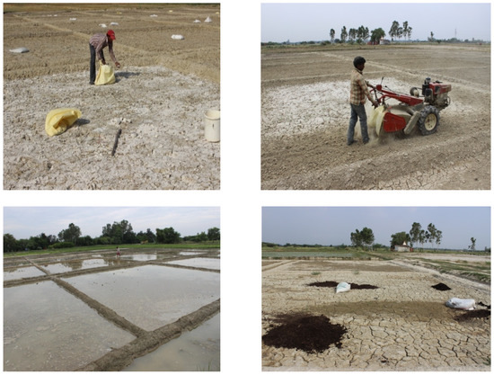 Synergizing Microbial Enriched Municipal Solid Waste Compost and ...