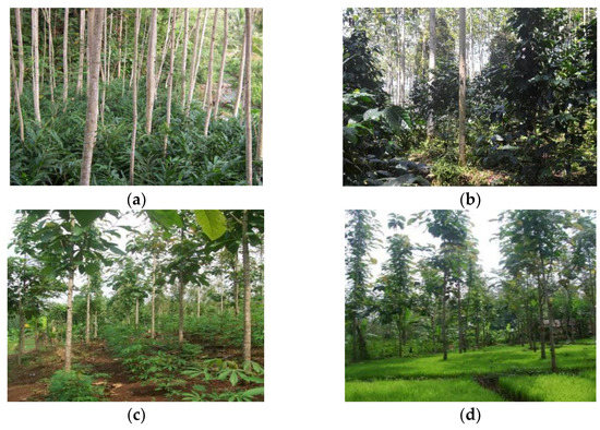 Traditional Subsistence Farming of Smallholder Agroforestry Systems in ...