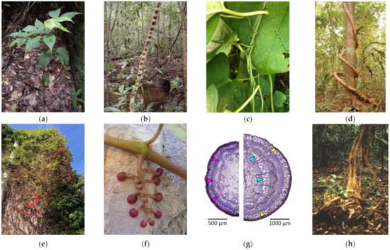 Biological Concepts as a Source of Inspiration for Efficiency ...