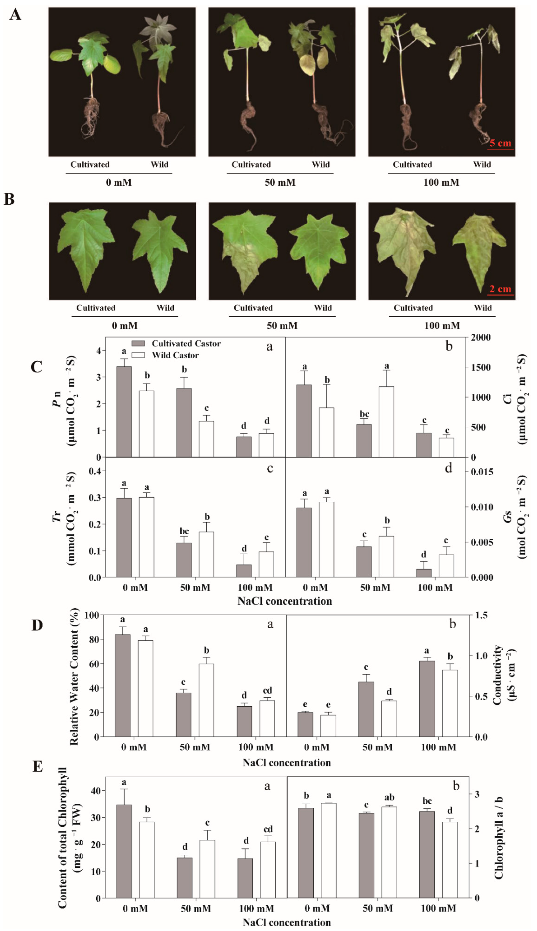 A Comparative Analysis on Morphological and Physiological ...