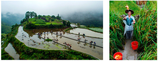 Tourist Perspectives on Agricultural Heritage Interpretation—A Case ...