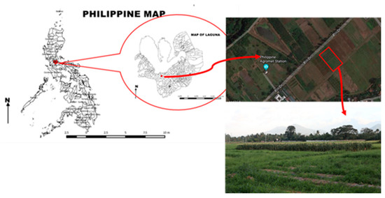 Modeling the Impact of Deficit Irrigation on Corn Production