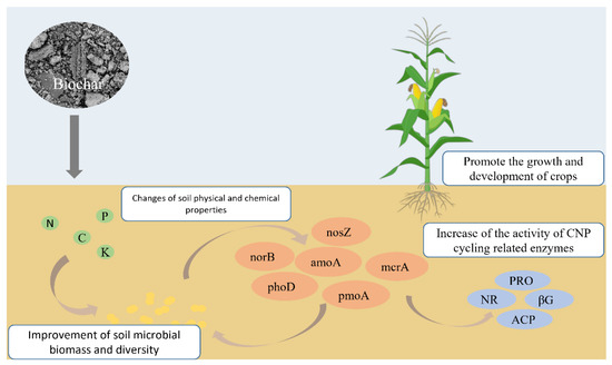 Advances in the Effects of Biochar on Microbial Ecological Function in Soil and Crop Quality