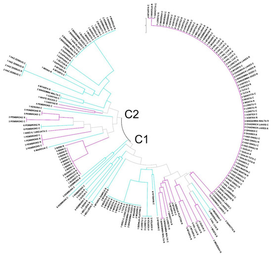Exploring Olive Genetic Diversity in the Maltese Islands
