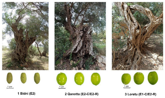 Exploring Olive Genetic Diversity in the Maltese Islands