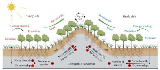 Variations and Factors Characterizing Ecological Niches of Understory ...