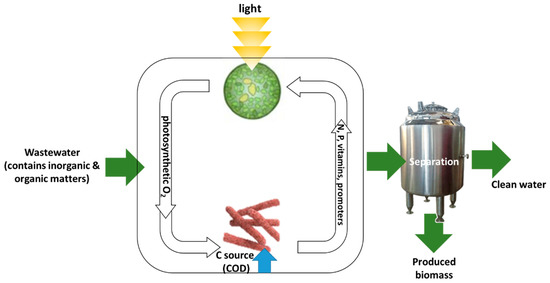 Sustainability | Free Full-Text | Bio-Based Circular Economy and ...