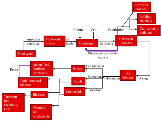 Sustainability | Free Full-Text | Bio-Based Circular Economy and ...